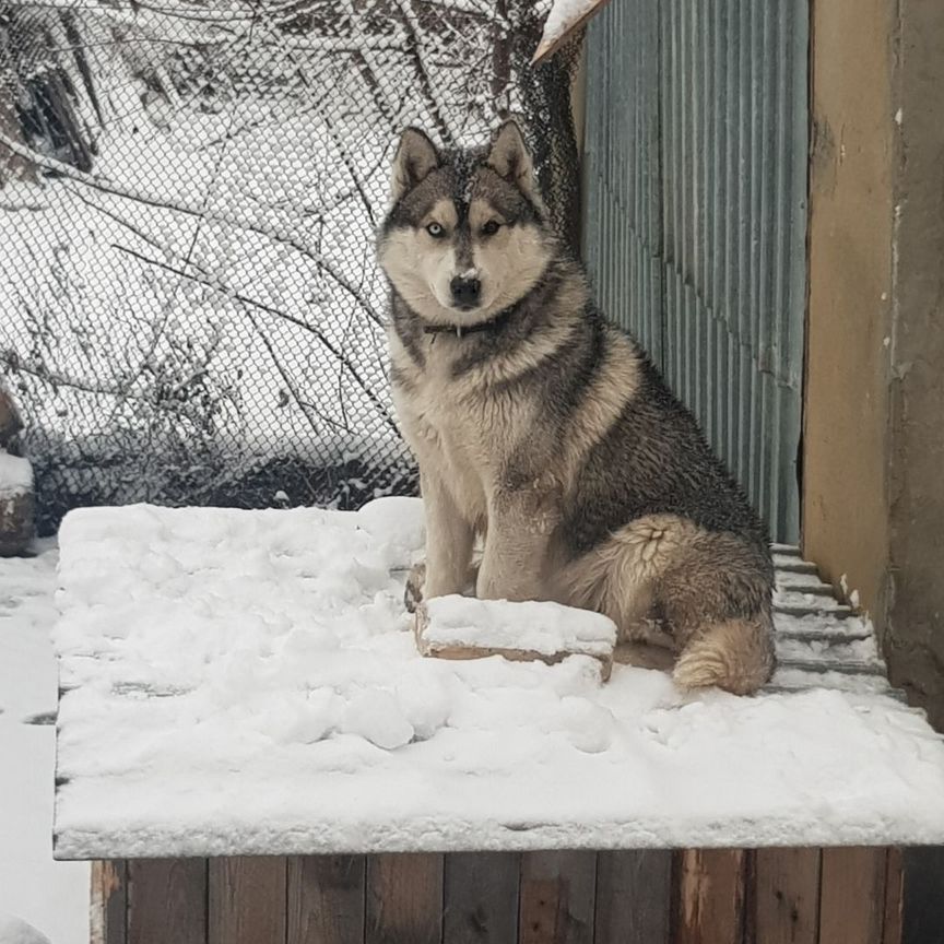 Отдам в добрые руки