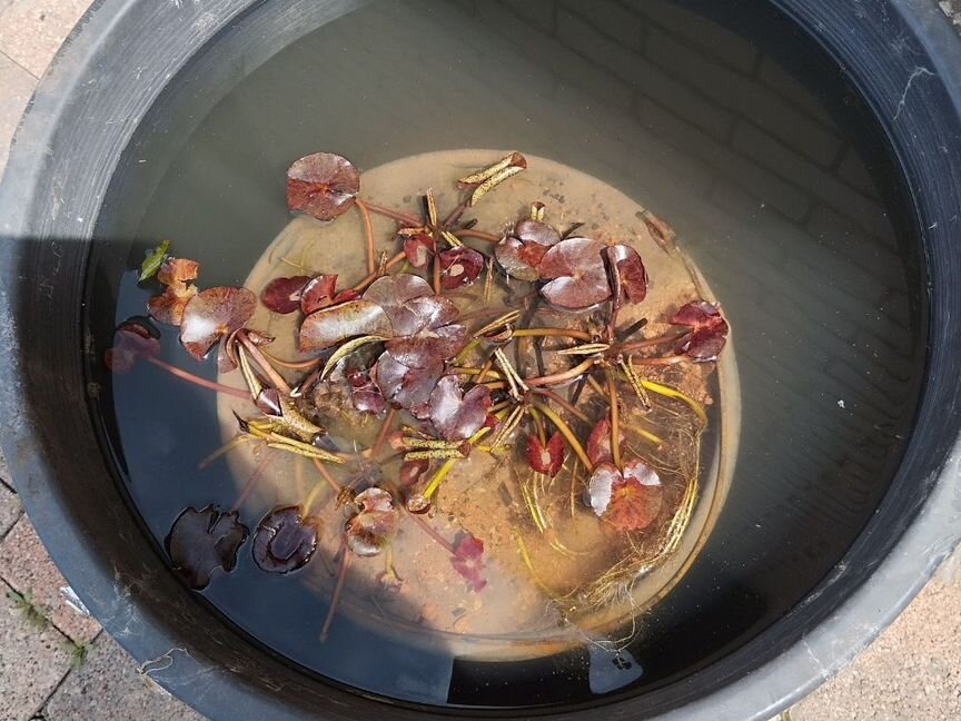 Нимфея желтая