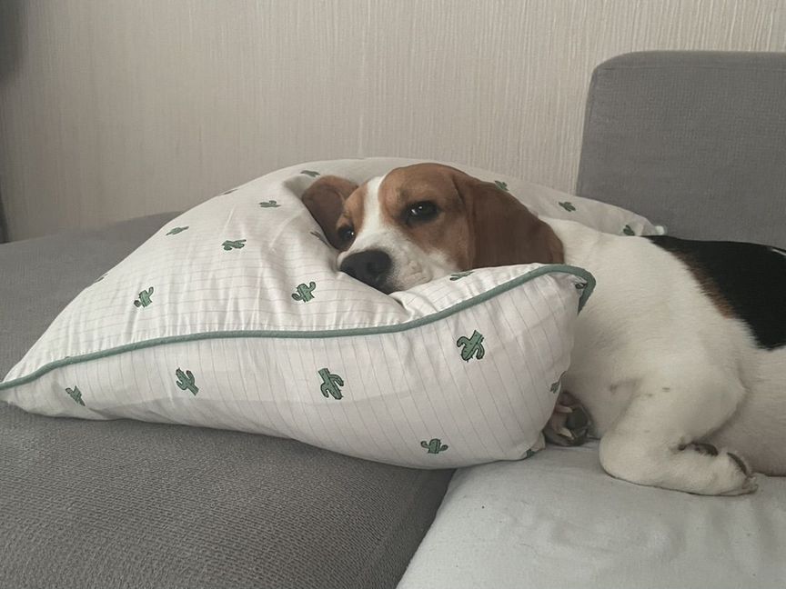 Бигль вязка