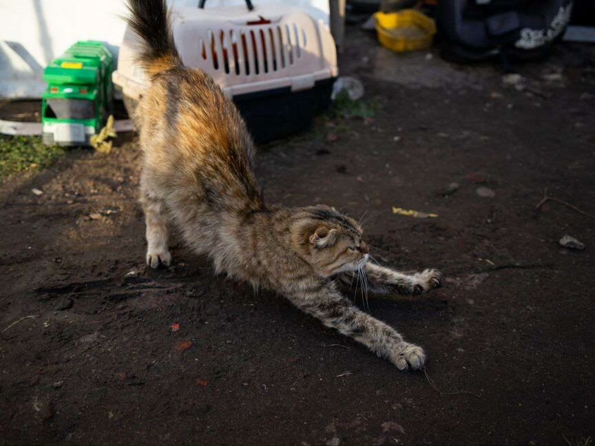 Вислоухая кошка в добрые руки