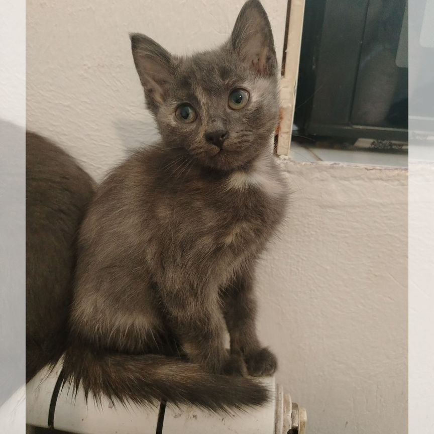 Невский маскарадный котёнок