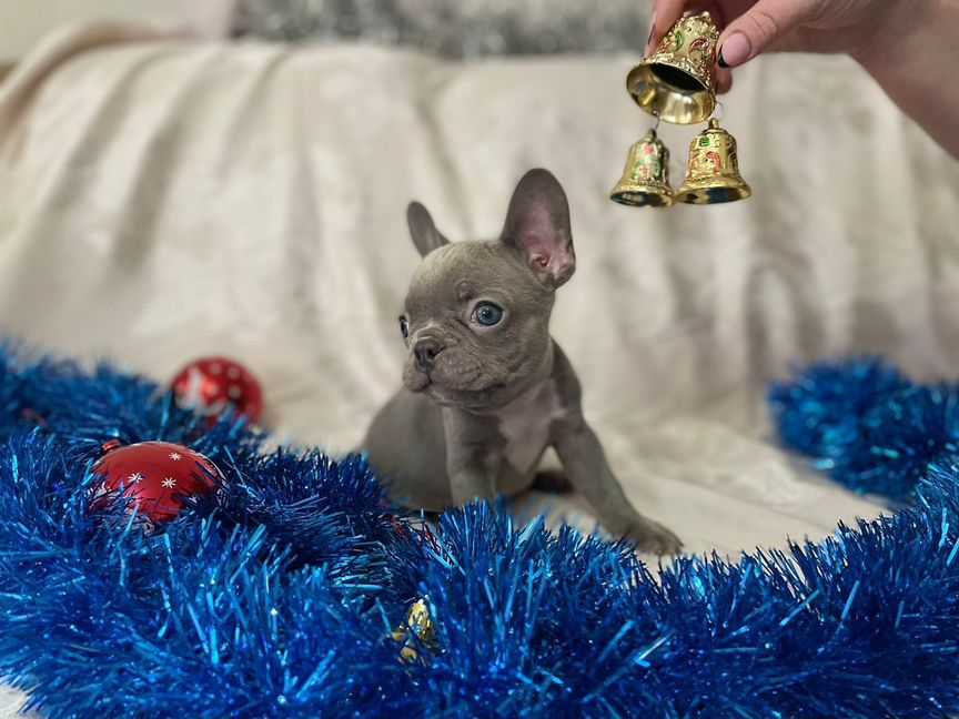 Фоанцузкий бульдог