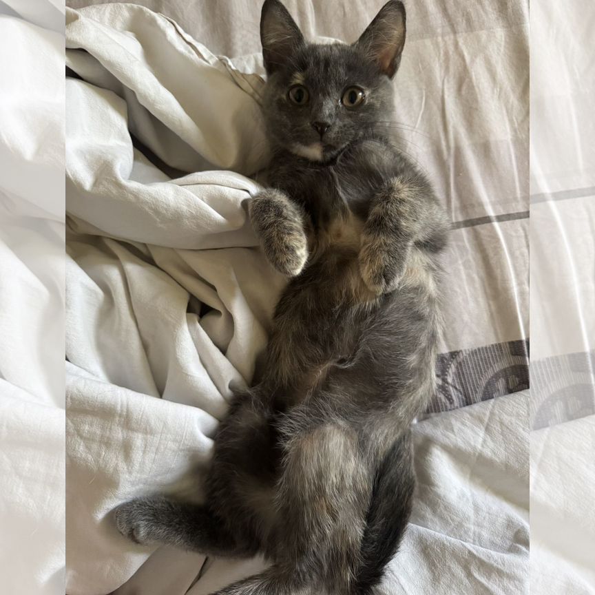 Шотландский прямоухий короткошёрстный котёнок