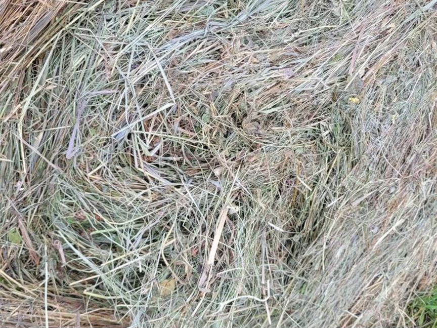 Продам сено в рулонах