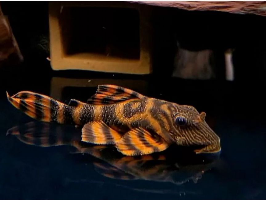 Номерные сомы,трубочник Изя