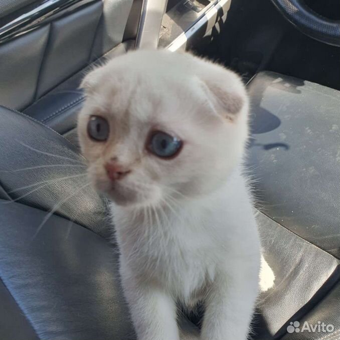 Шотландский вислоухий колорный котенок