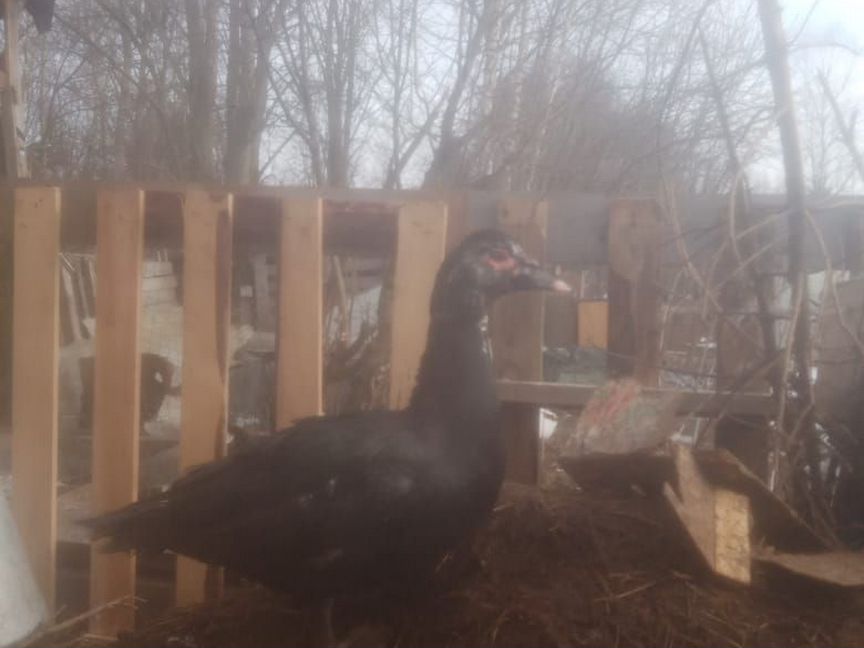 Селезень индоутки