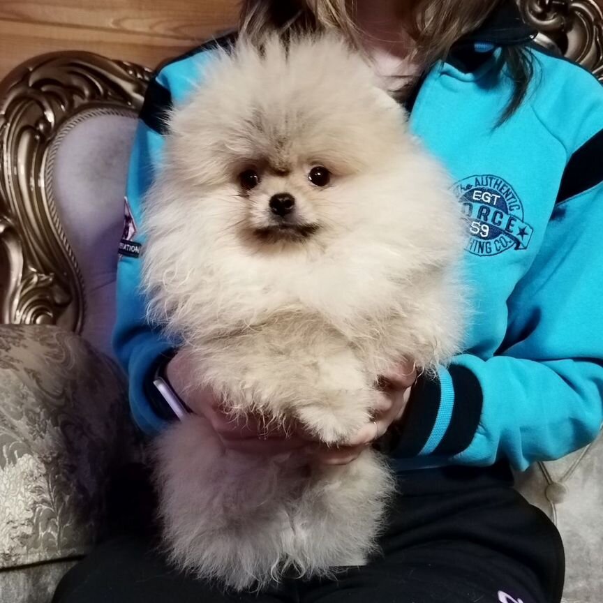 Померанский шпиц, щенок