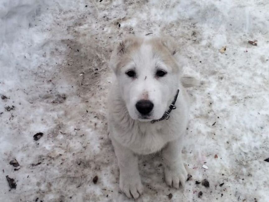 Собака