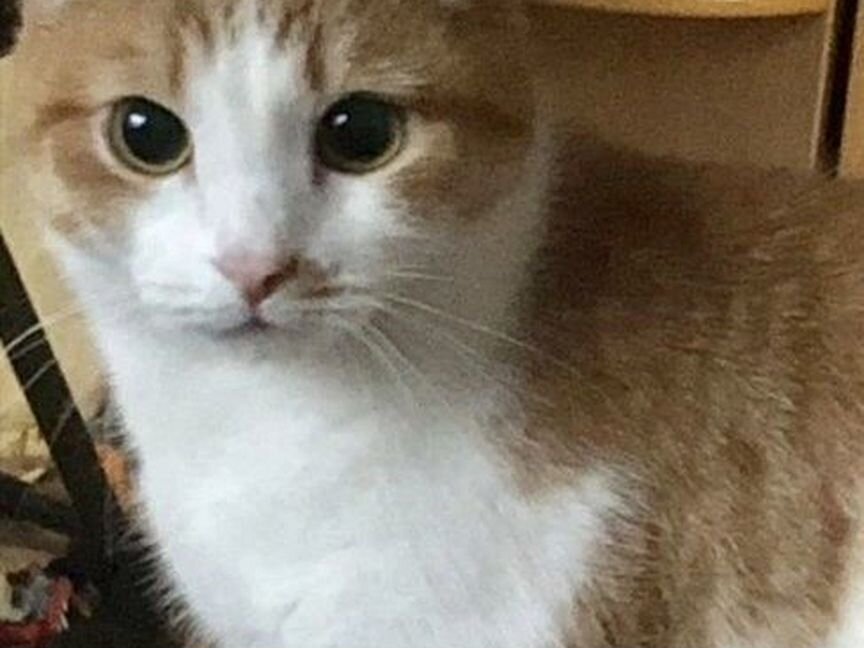 Кошечка лапочка