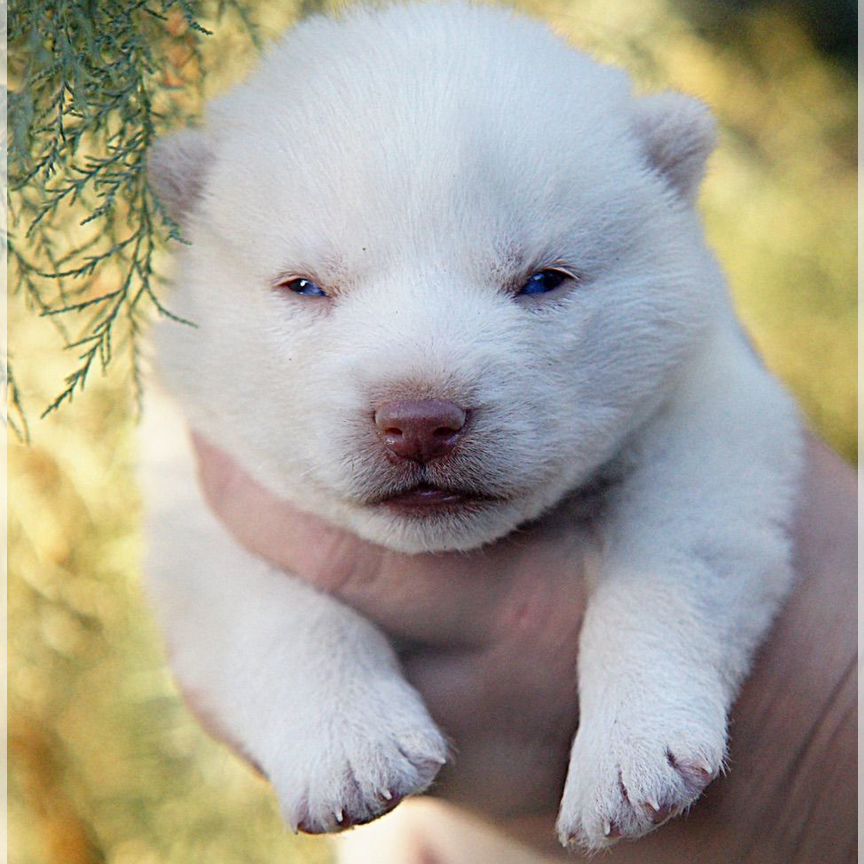 Белоснежная девочка хаски