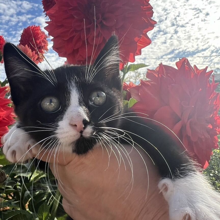 Котик SOS ищет дом