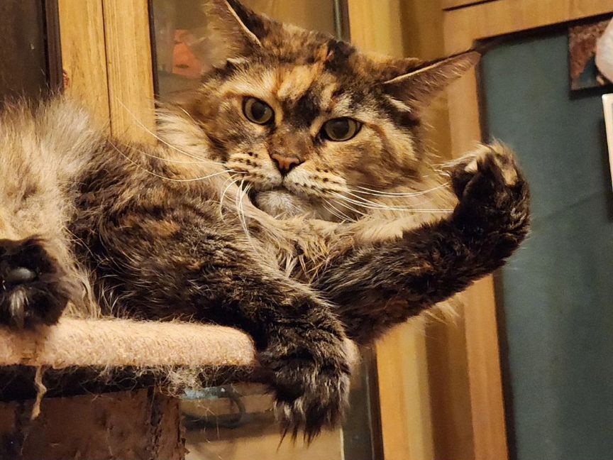 Кошка ищет дом