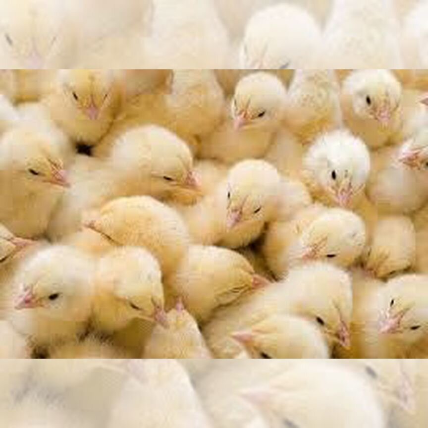 Цыплята бройлеры Росс 308 и Кобб 500 суточные