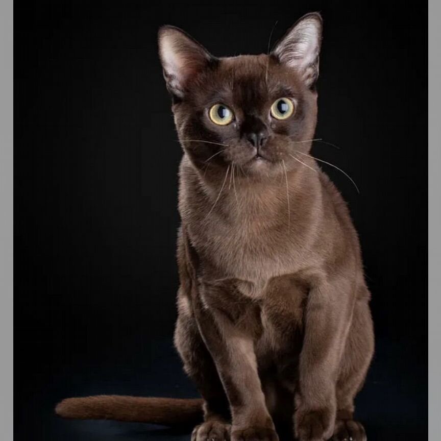 Европейский бурманский котёнок