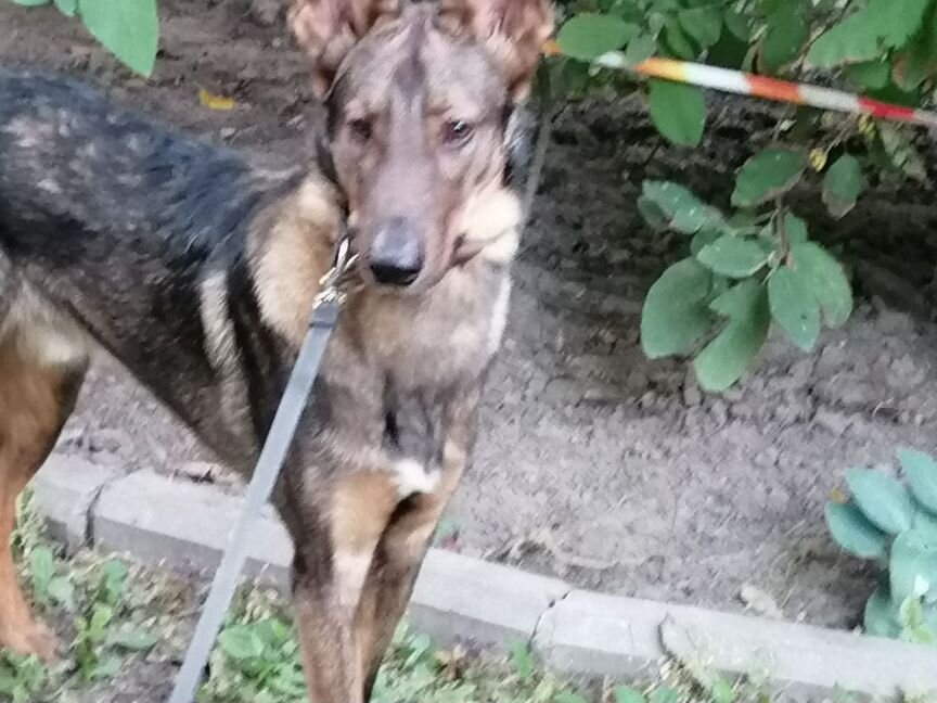 Собака в добрые руки отдам бесплатно