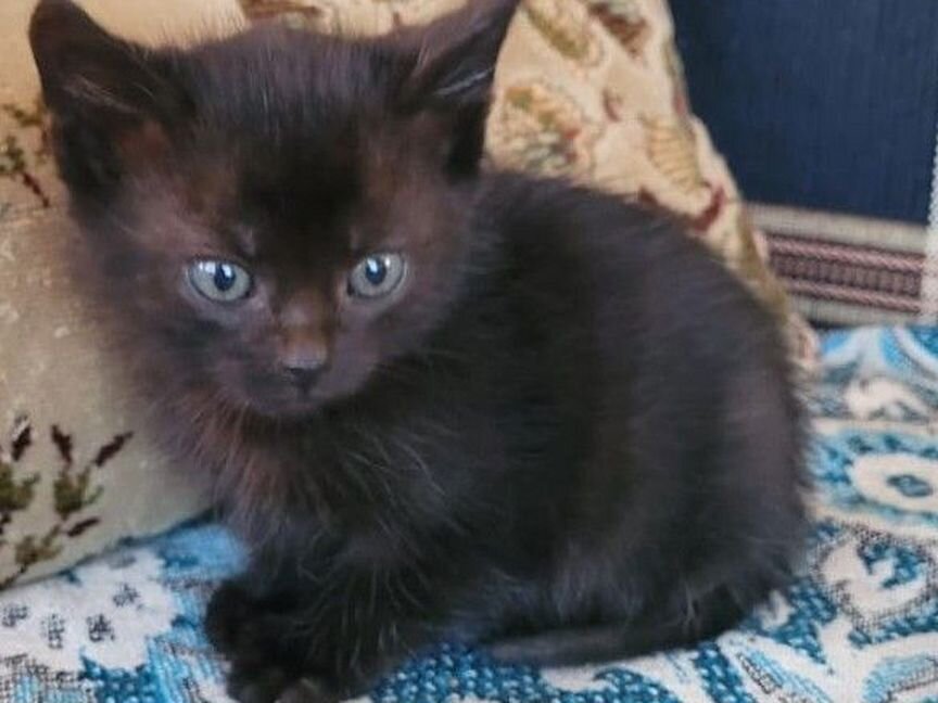 Котенок мальчик в дар
