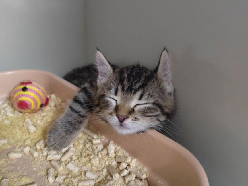 Ласковые спасенные котята 2 месяца
