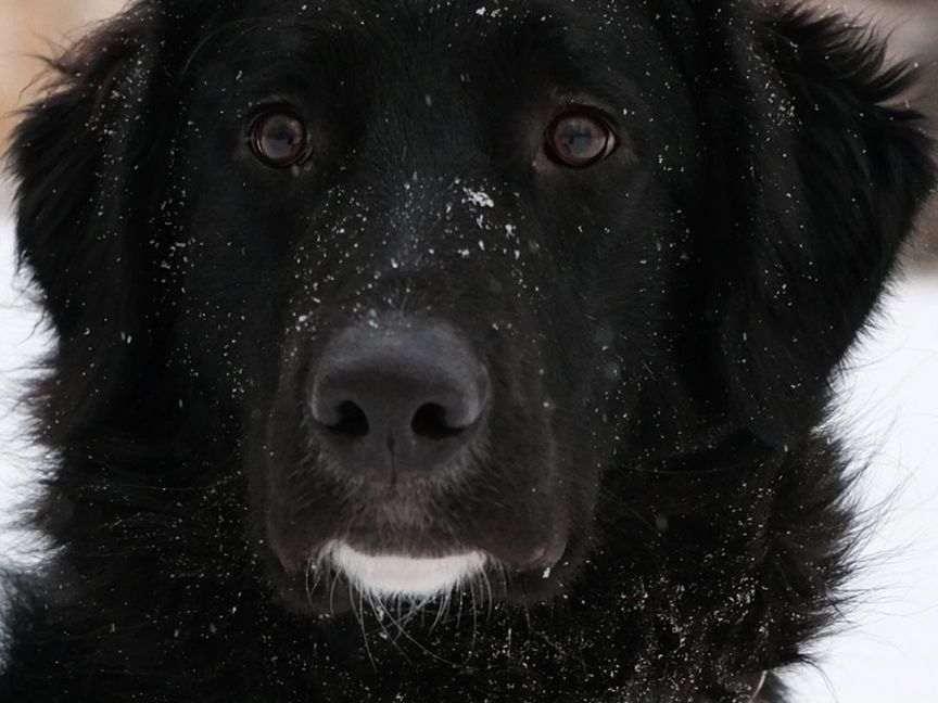 Клайд из приюта ищет дом