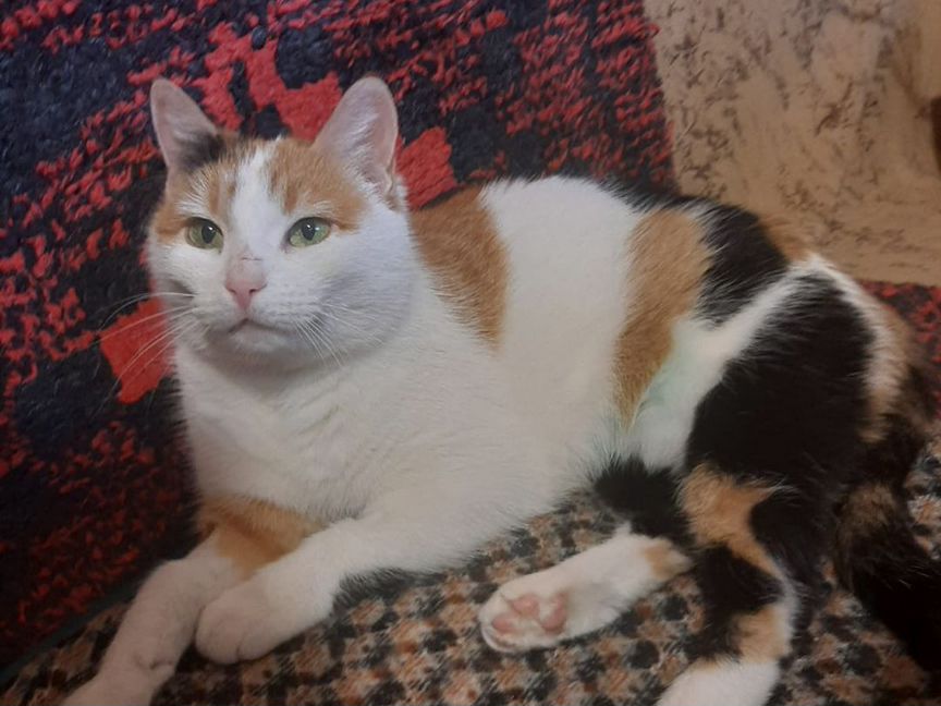 Кошечка в приюте