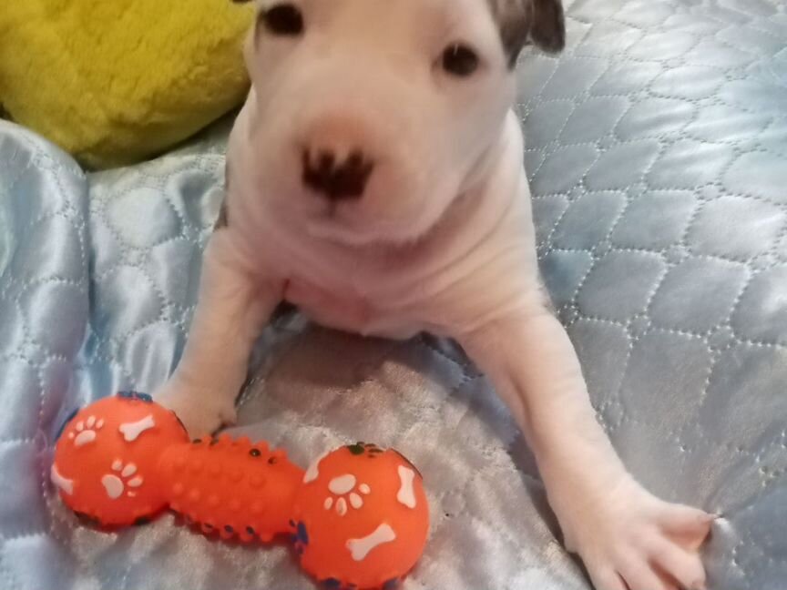 Щенки стаффорда