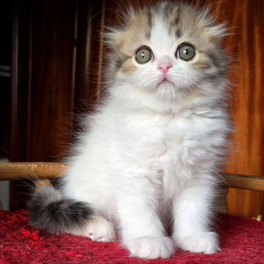 Шотландский вислоухий длинношёрстный котёнок