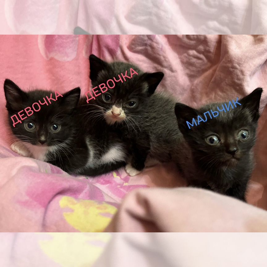 Котёнок в добрые руки