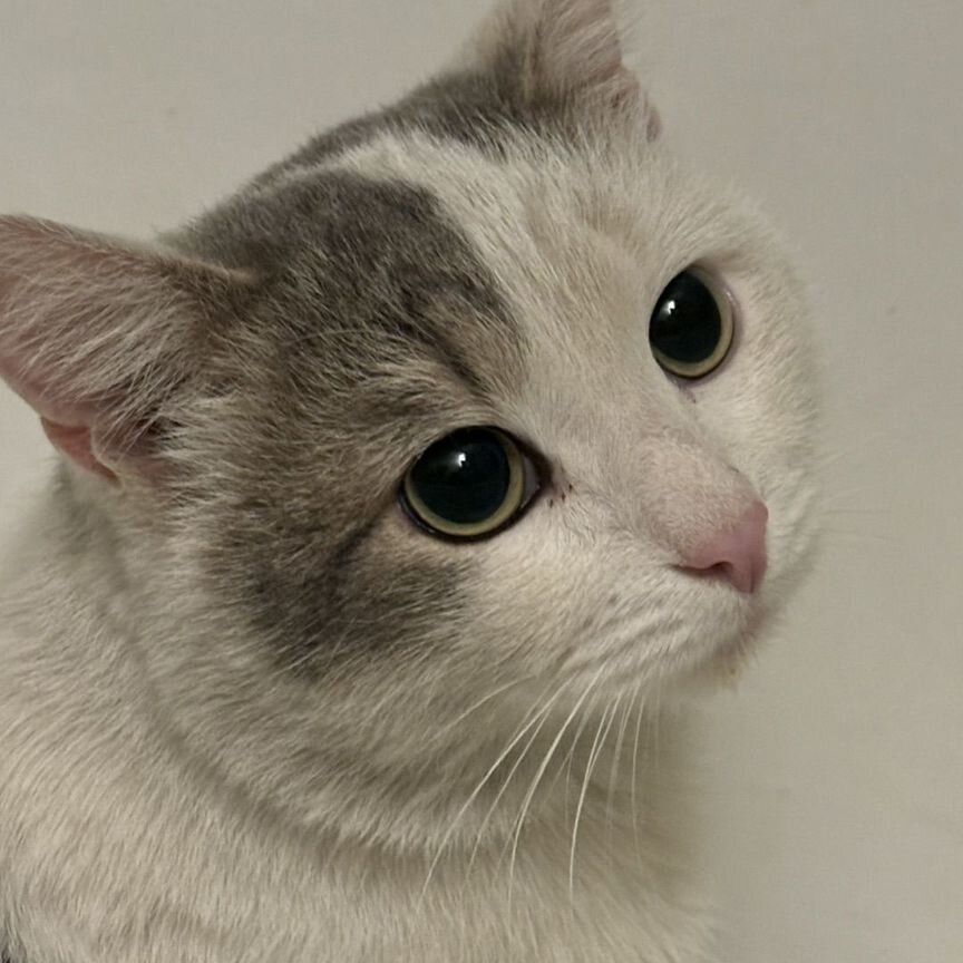 Котик ищет дом