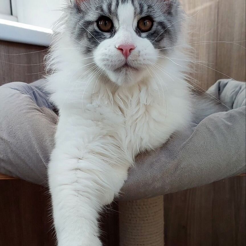 Котята мейн-кун