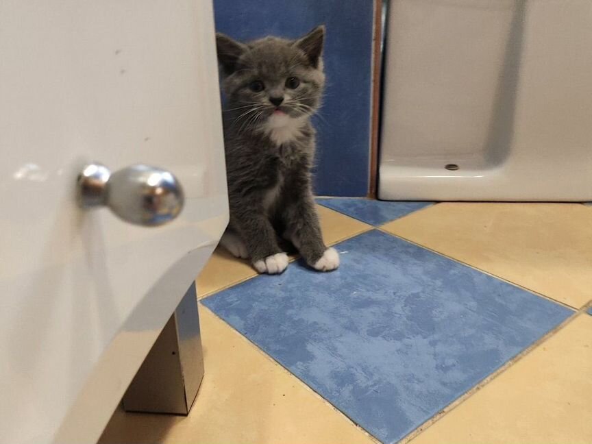 Шотландская вислоухая кошка