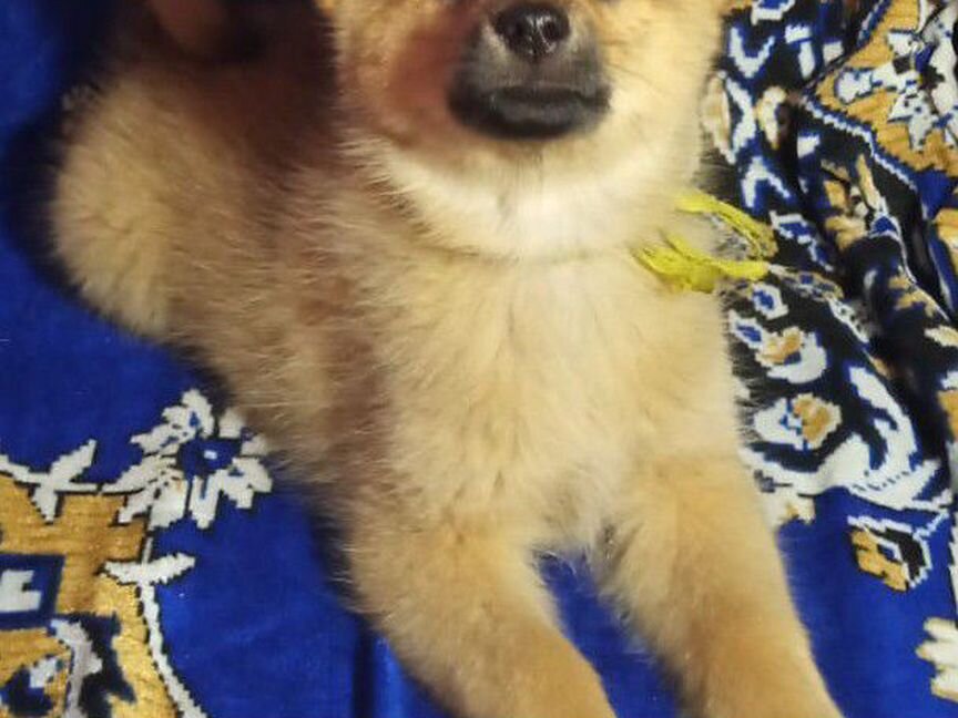 Девочка щенок