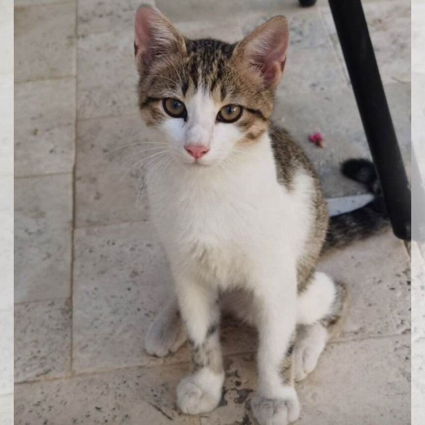 Котенок 4 месяца