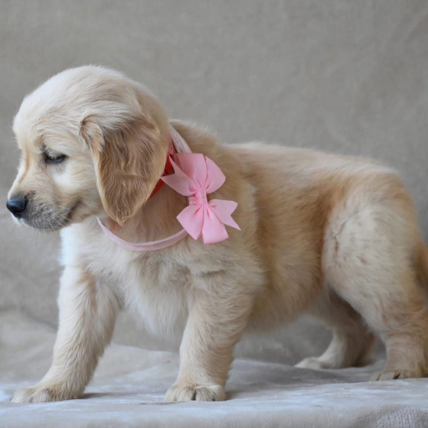 Золотистый ретривер, щенок