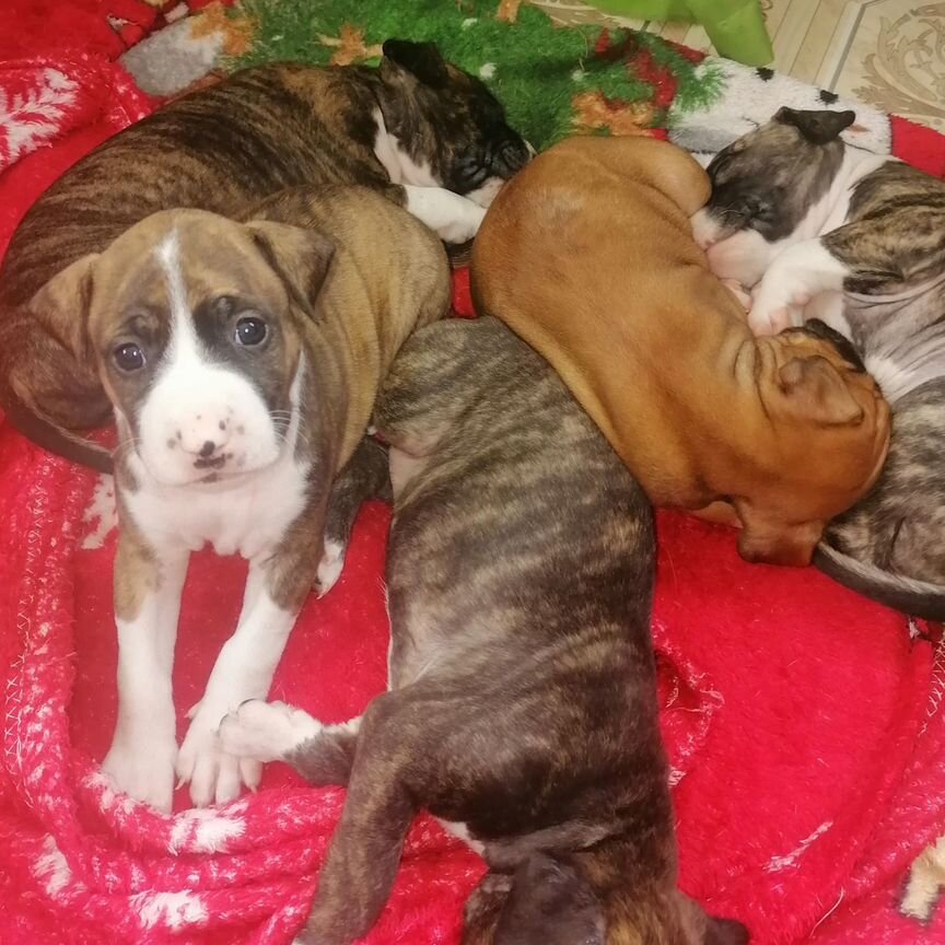 Щенки стаффордширского терьера