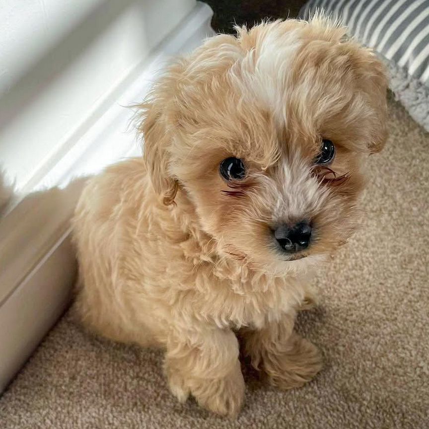 Мальтипу, щенок