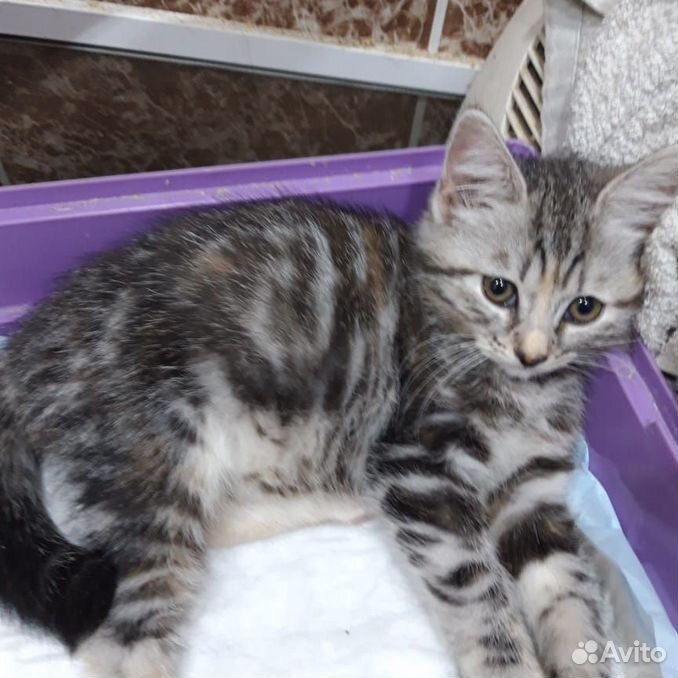 Маленькая девочка ищет дом