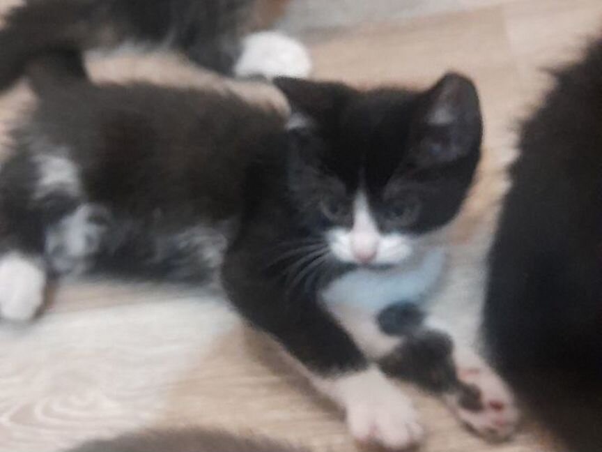 Отдам в добрые руки котят