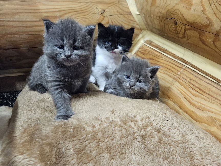 Котята 1 месяц (полубританцы, полусибирские)
