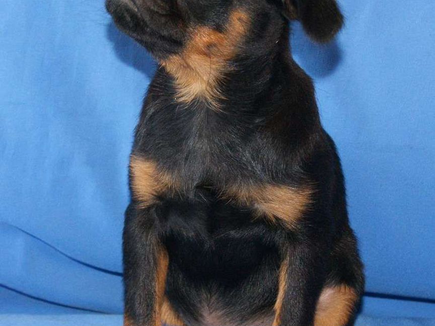 Щеночки лапочки