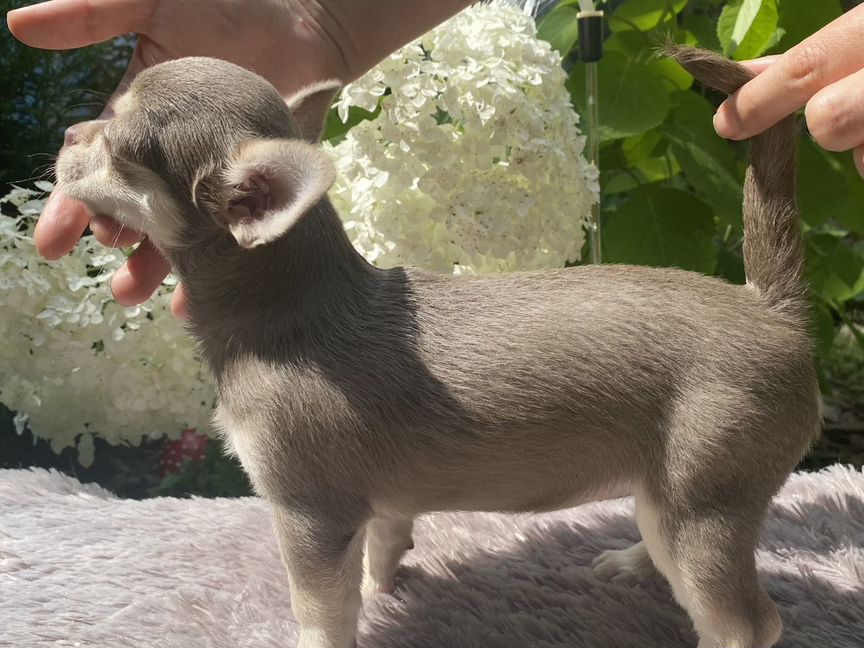 Чихуахуа девочка лиловая