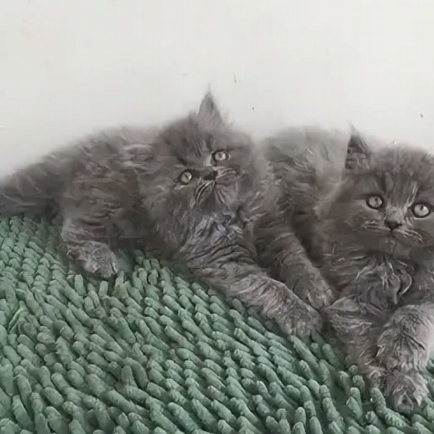 Сибирский парень