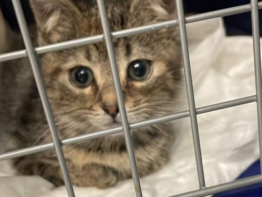 Котенок-девочка 3 месяца