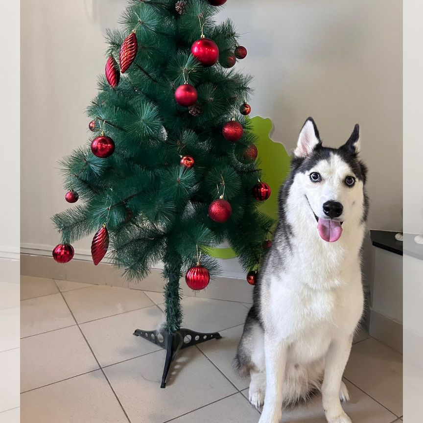 Сибирский хаски, взрослый пёс