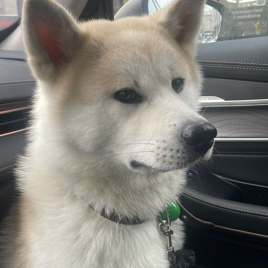 Акита ину. Кобель. 15 месяцеа