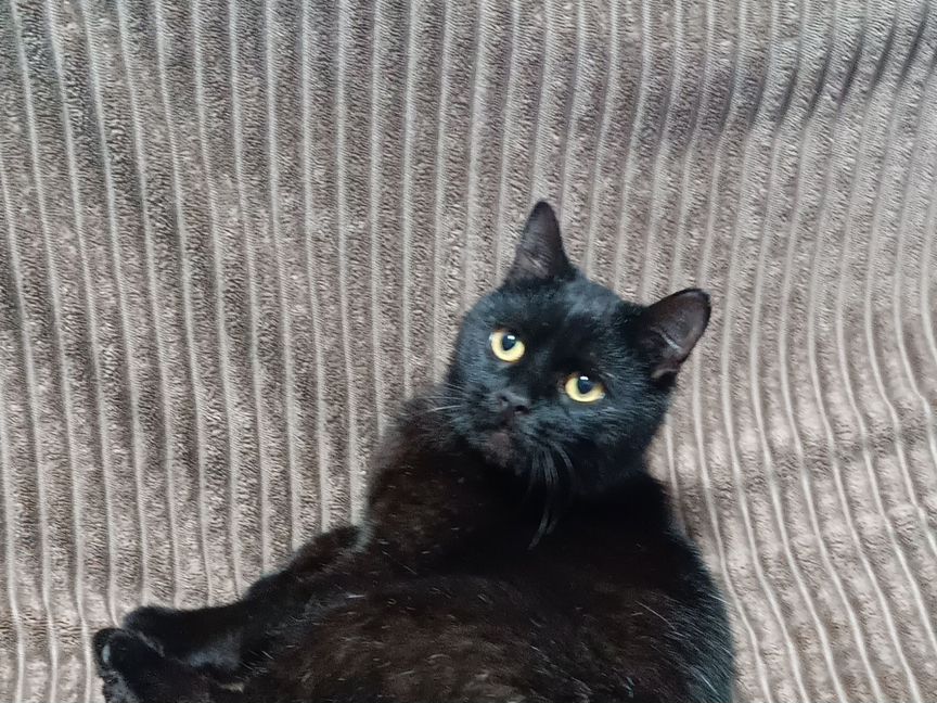 Домашние животные кошки