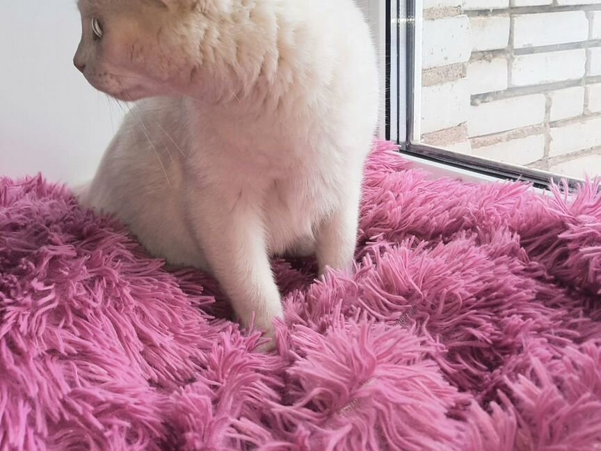 Кошка в дар