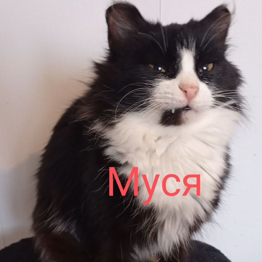 Отдам бесплатно