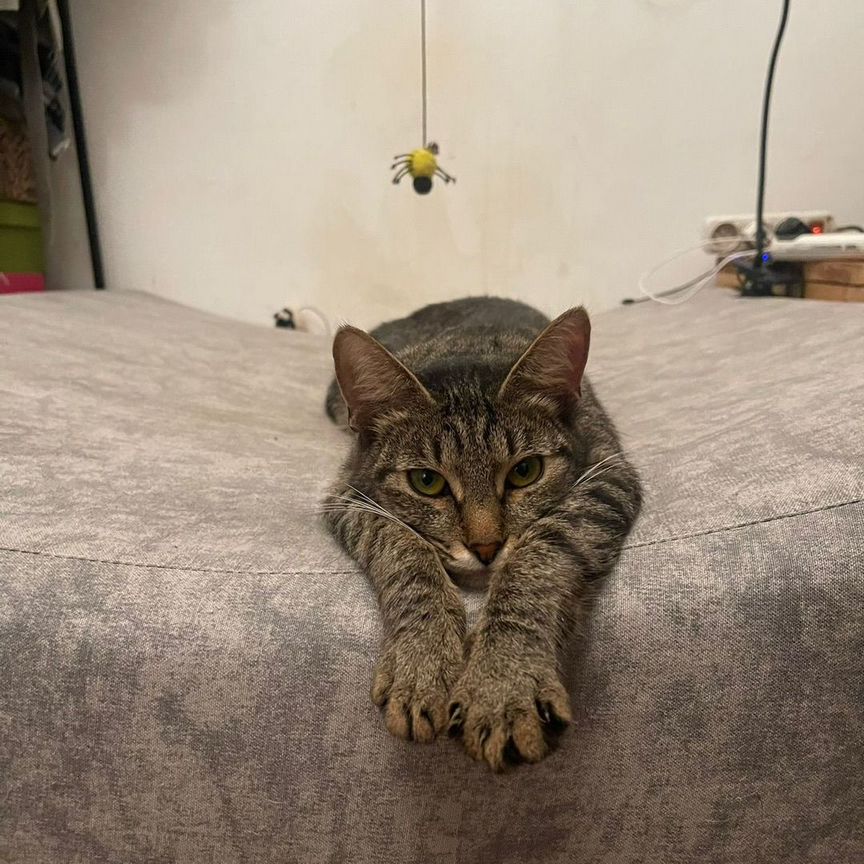 Кошка в добрые руки