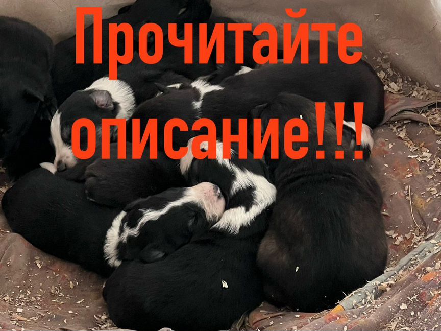 Щенки бесплатно