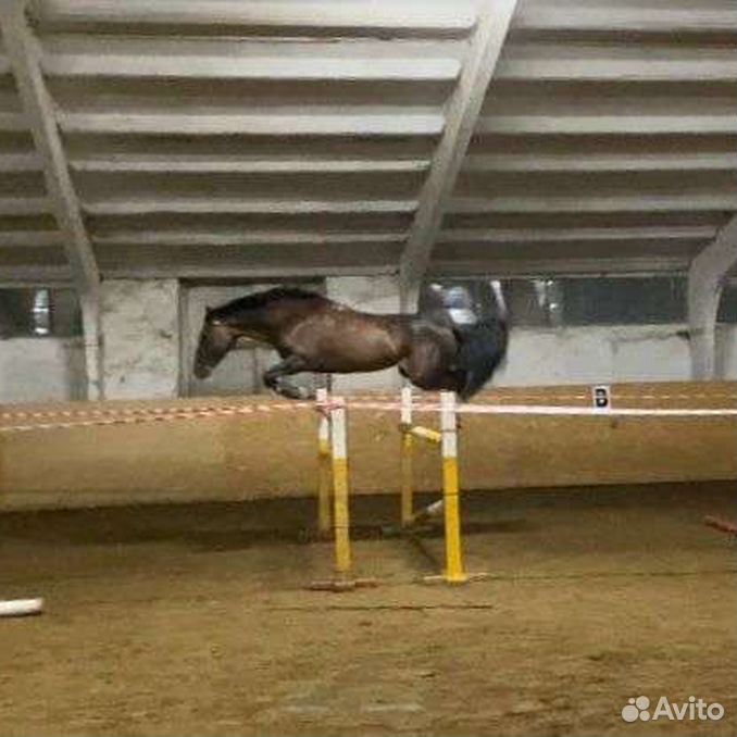 Лошади на продажу конкур